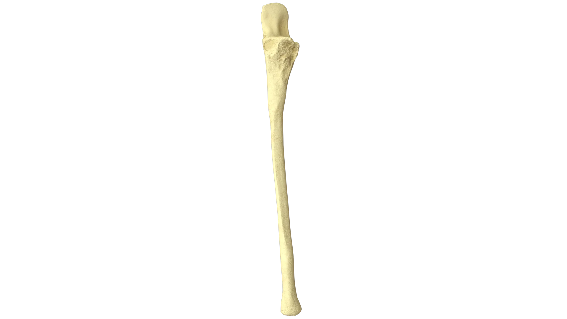 3D Anatomy Model of Bones of Hand (Right) | VOKA